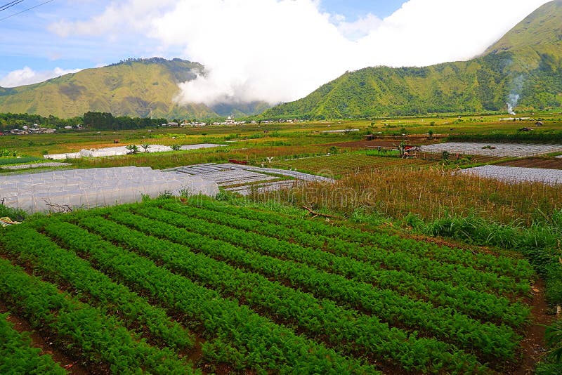 Indonesia Farming Field stock image. Image of harvest - 267272181