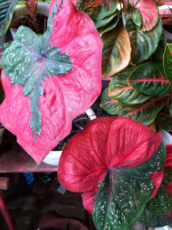In Indonesia this Flower is Called the Adam and Eve Flower Stock Photo ...