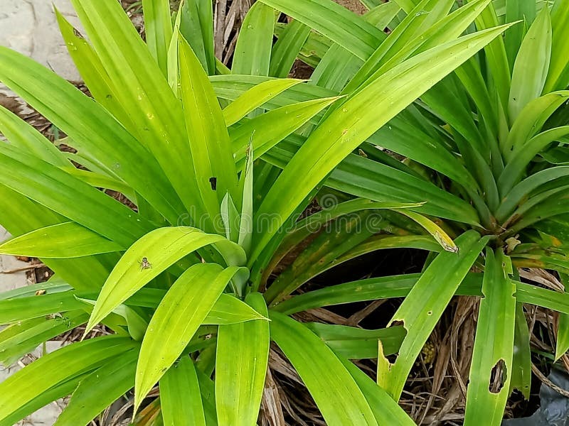 Indonesia Fragrant Pandan Plant Stock Photo - Image of plan, garden ...