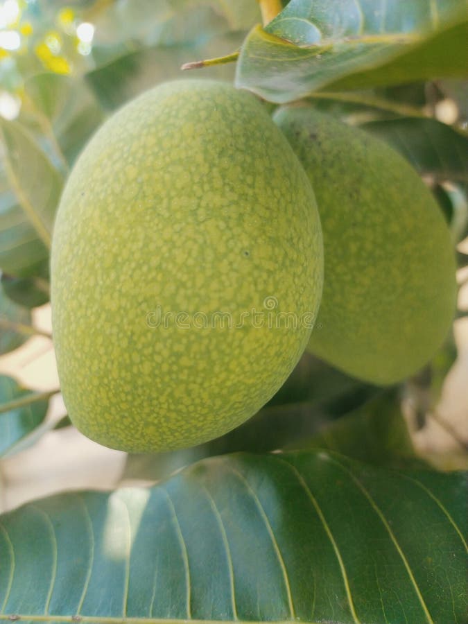 Indonesia Green Mango stock image. Image of mango, shrub - 223768135