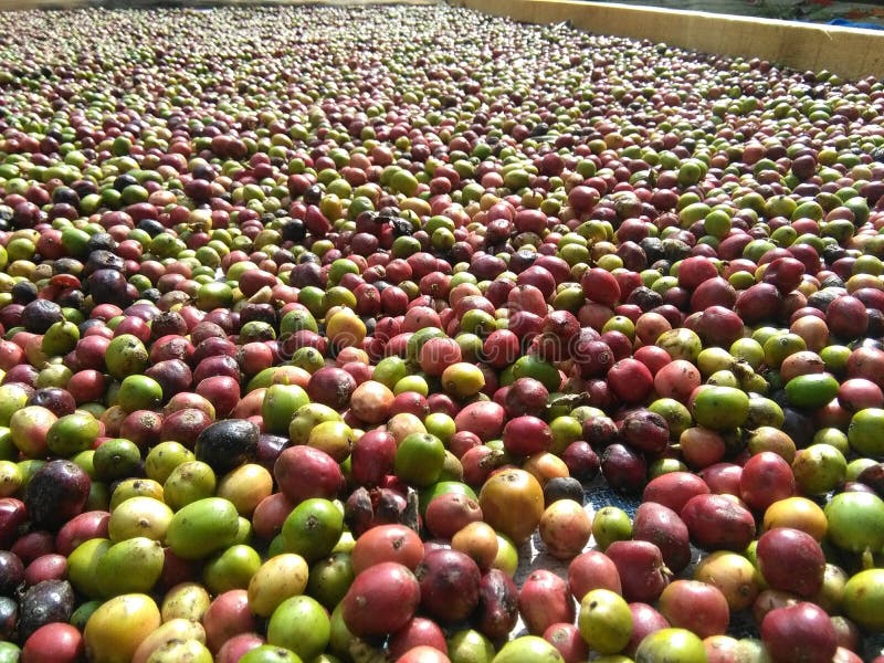 Indonesia Javanese Coffee Process Stock Image - Image of process ...