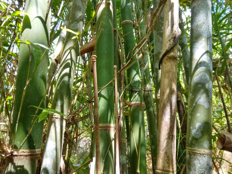 Indonesia, May 2023. this is a Bamboo Tree Trunk Stock Image - Image of ...