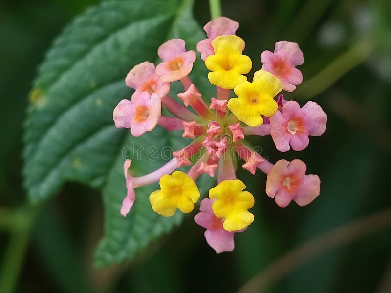 22,327 2022 Flowers Stock Photos - Free & Royalty-Free Stock Photos ...