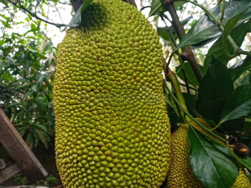 Jackfruit Grows Hanging from the Trunk Stock Image - Image of january ...