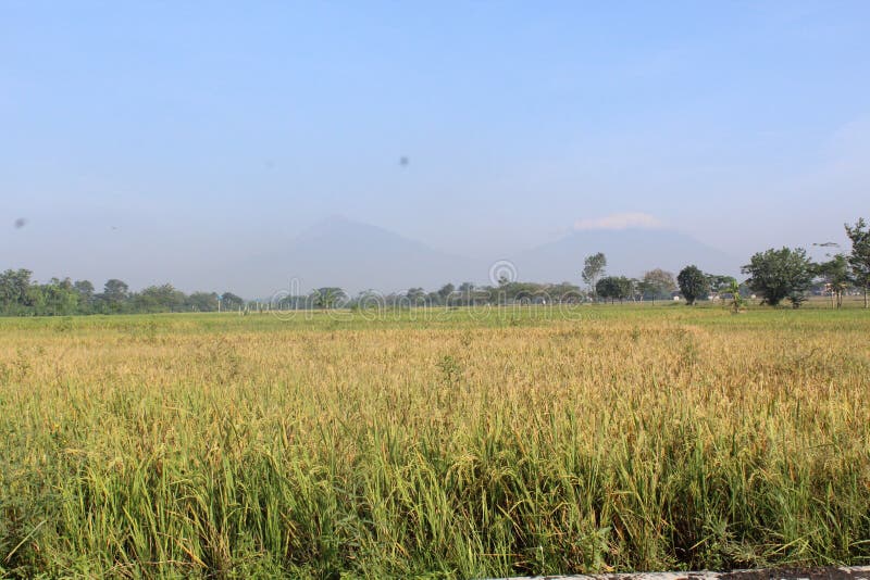 Indonesia Rice Paddy Field stock image. Image of environment - 266400943