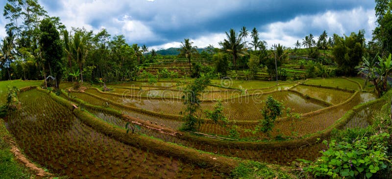 Indonesia Rice Field Panorama Stock Photo - Image of java, landscape ...