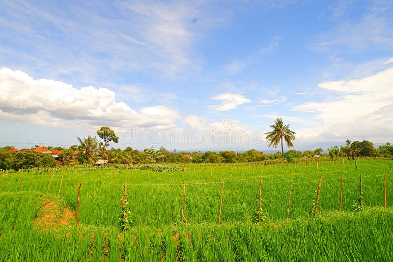 Indonesia Rice Paddy Field stock photo. Image of terrace - 267272418