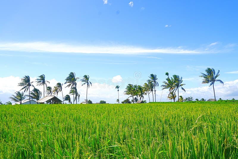 Indonesia Rice Paddy Field stock photo. Image of grass - 266401252
