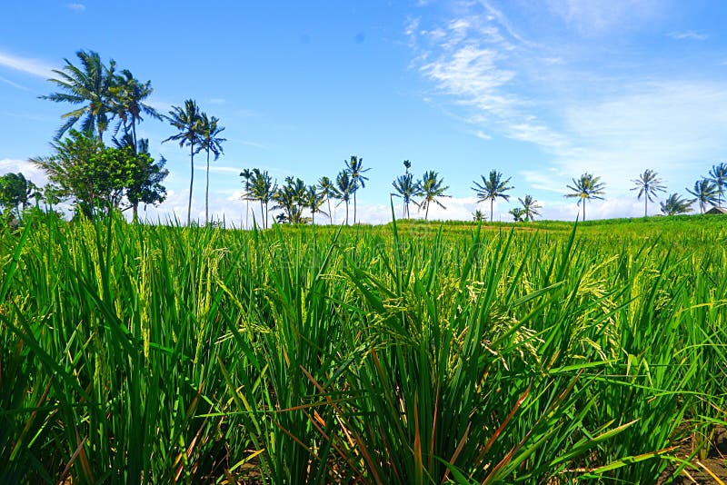Indonesia Rice Paddy Field stock image. Image of indonesia - 266401593