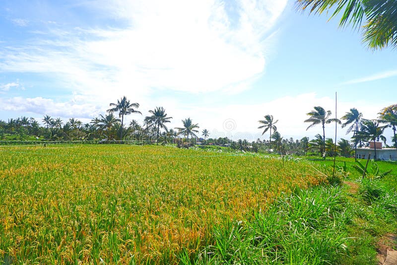 Indonesia Rice Paddy Field stock image. Image of environment - 266401699