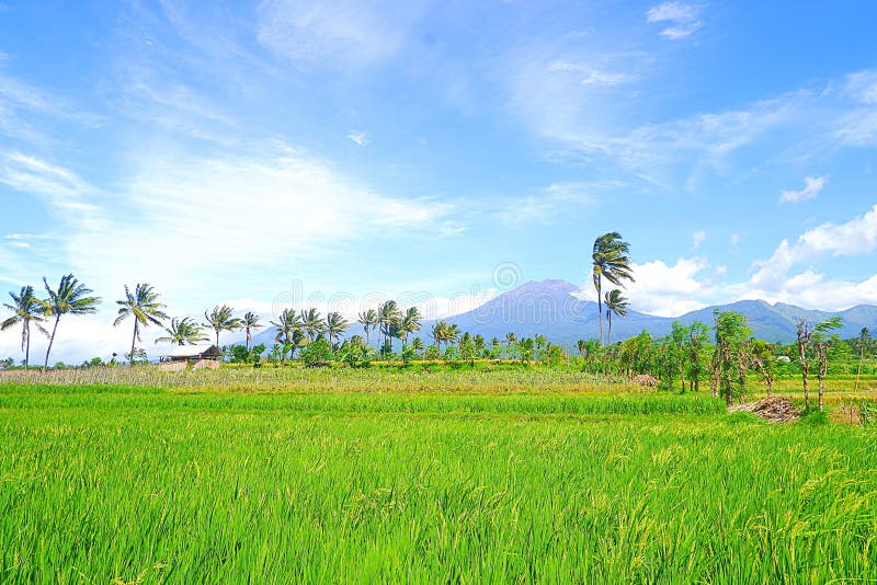 Indonesia Rice Paddy Field stock image. Image of grain - 266400293
