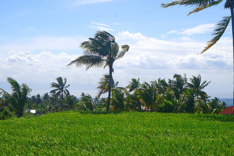 Indonesia Rice Paddy Field stock photo. Image of culture - 266400722