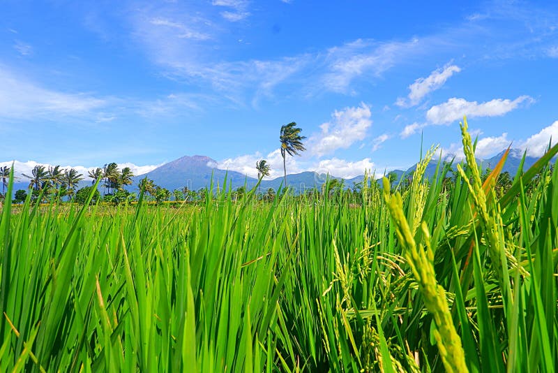 Indonesia Rice Pattie Tree Yogyakarta: Selogriyo Temple Tour & Java