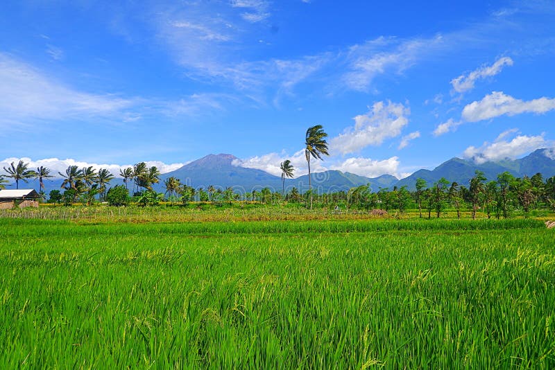 Indonesia Rice Paddy Field stock photo. Image of plantation - 266400572