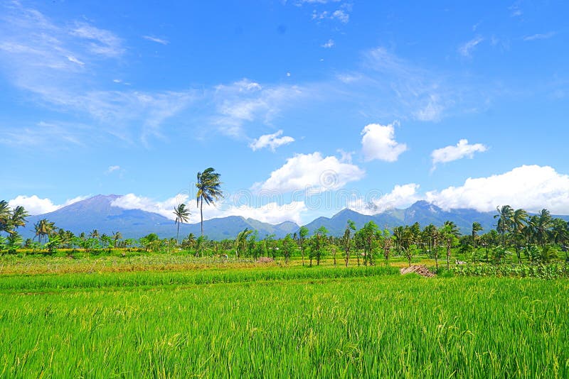 Indonesia Rice Paddy Field stock photo. Image of farming - 266401158