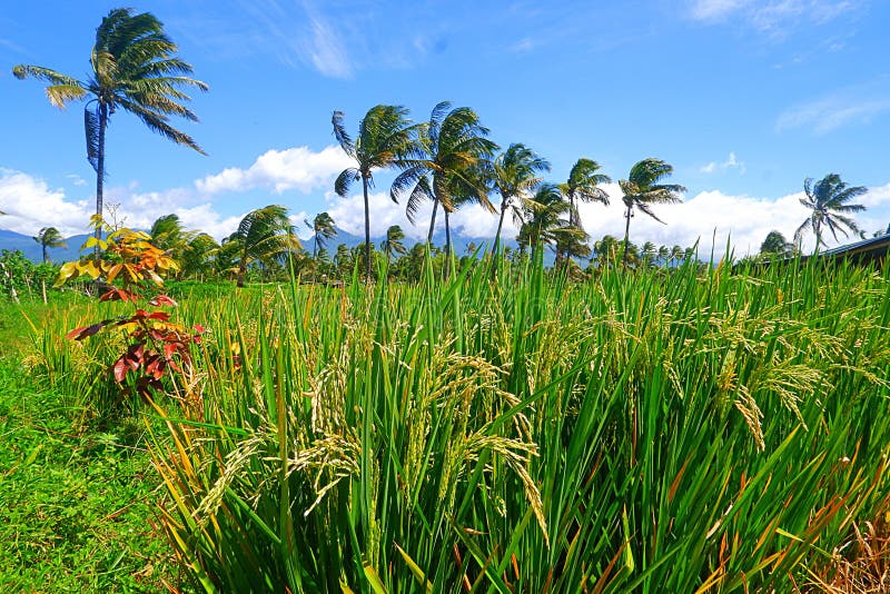 Indonesia Rice Paddy Field stock photo. Image of beautiful - 266401840