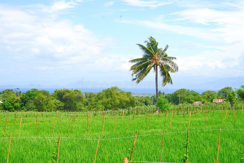 Indonesia Rice Paddy Field stock photo. Image of environment - 267272654