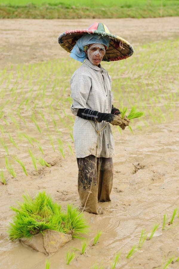 Rice workers stock image. Image of conical, travel, harvest - 1204579