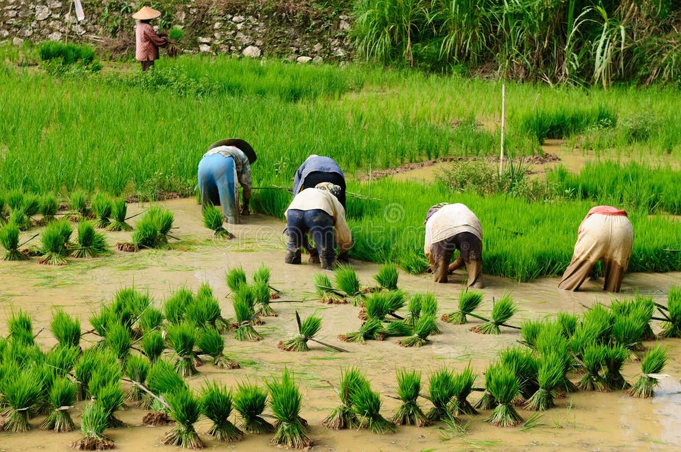 Indonesia, Rice-workers editorial stock image. Image of fields - 20533614