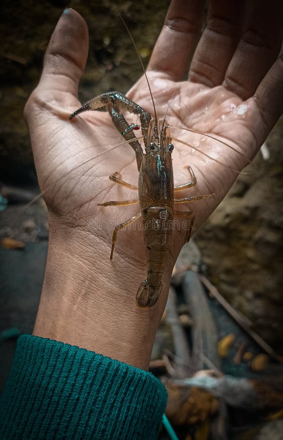 Indonesia River Shrimp stock photo. Image of green, limb - 270504392