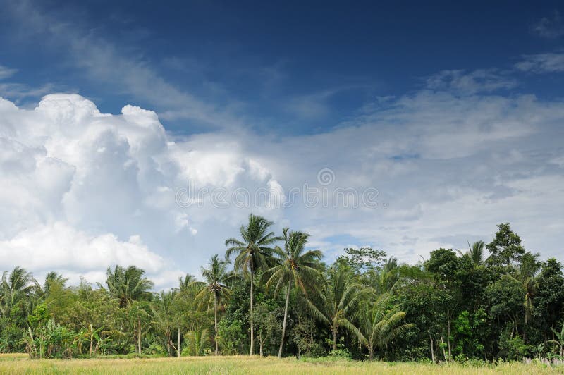 Indonesia - Rural Scene in Jawa Stock Photo - Image of tropical ...