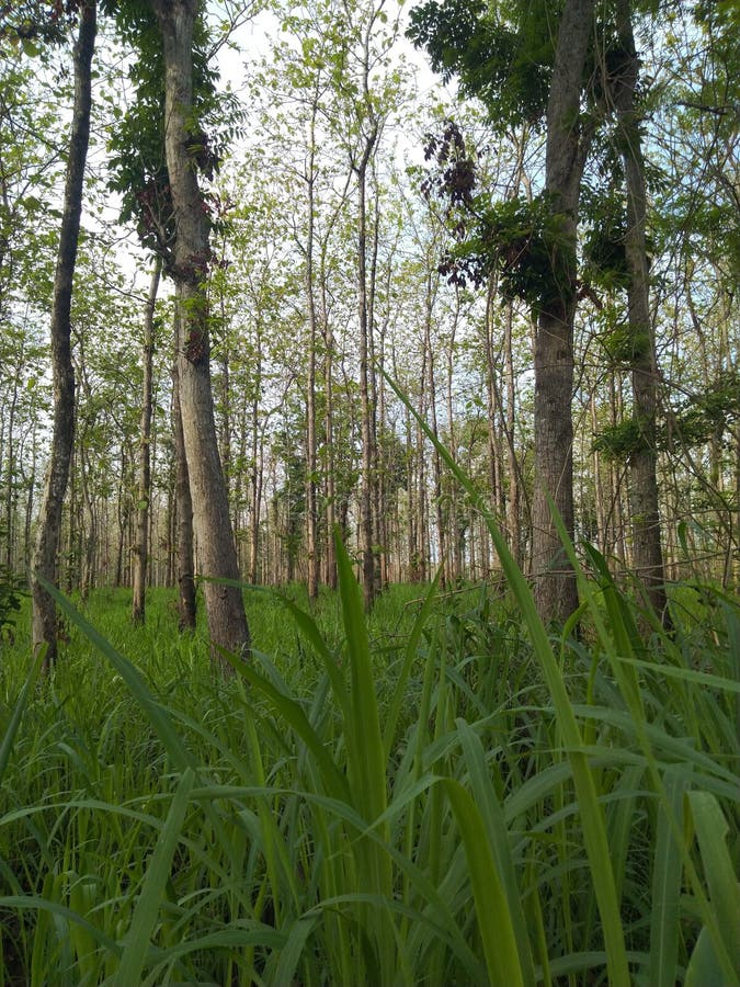 Indonesia& X27;s Central Java Forests Beautiful Stock Image - Image of ...