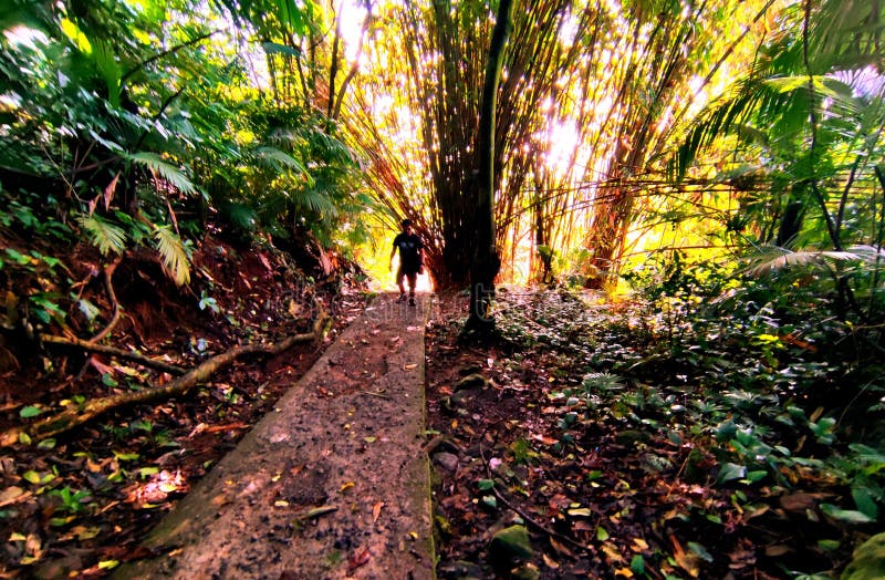 Cilengkrang Forest Stock Photos - Free & Royalty-Free Stock Photos from ...