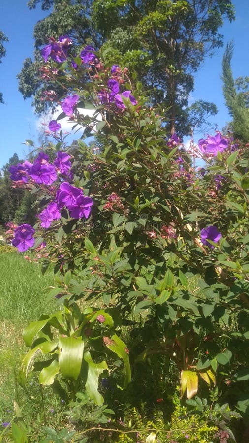 Indonesia Sakura Flower ,,in Lawu Sakura Hils Montain. Stock Photo ...