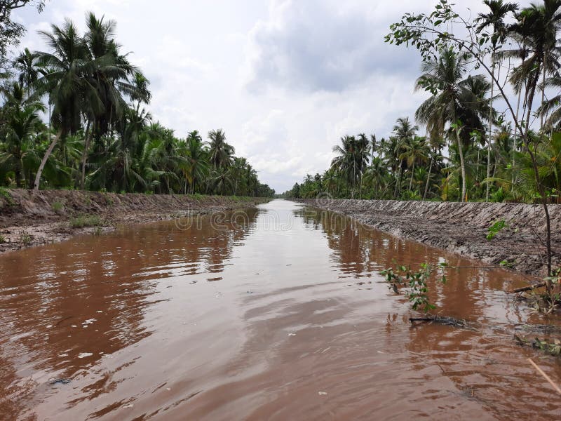 Indonesia, Sumatera, Jambi stock photo. Image of tree - 266881808