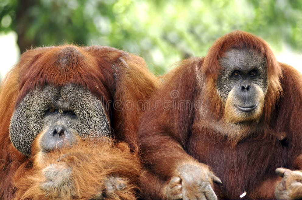 Indonesia; Sumatra; Orang Utan Stock Photo - Image of borneo, mammal ...