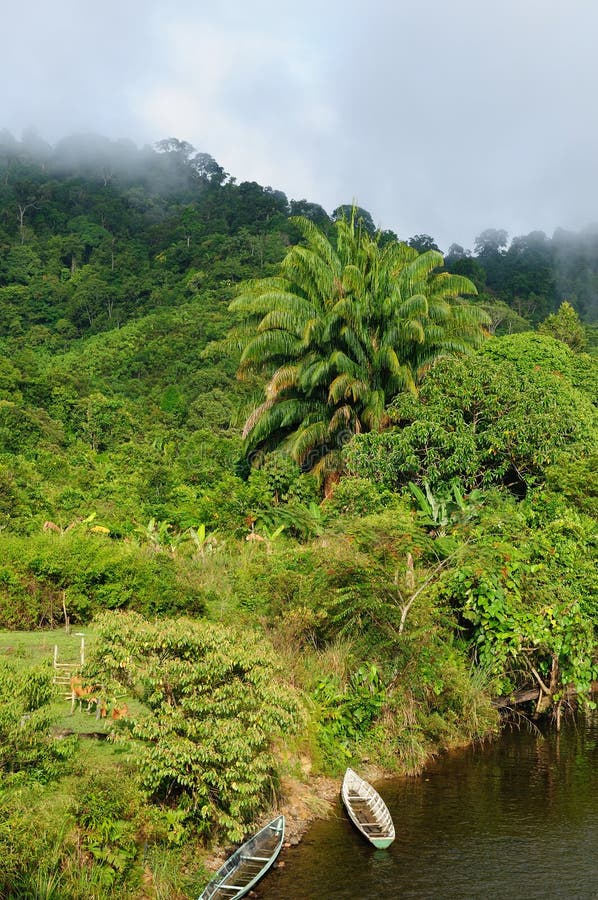 Indonesia - Tropical Borneo Wild Jungle Stock Image - Image of ...