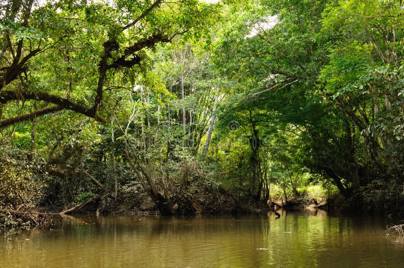 Indonesia - Tropical Jungle on the River, Borneo Stock Photo - Image of ...