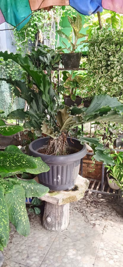 In Indonesia, this Type of Anthurium is Popularly Known As the Love ...