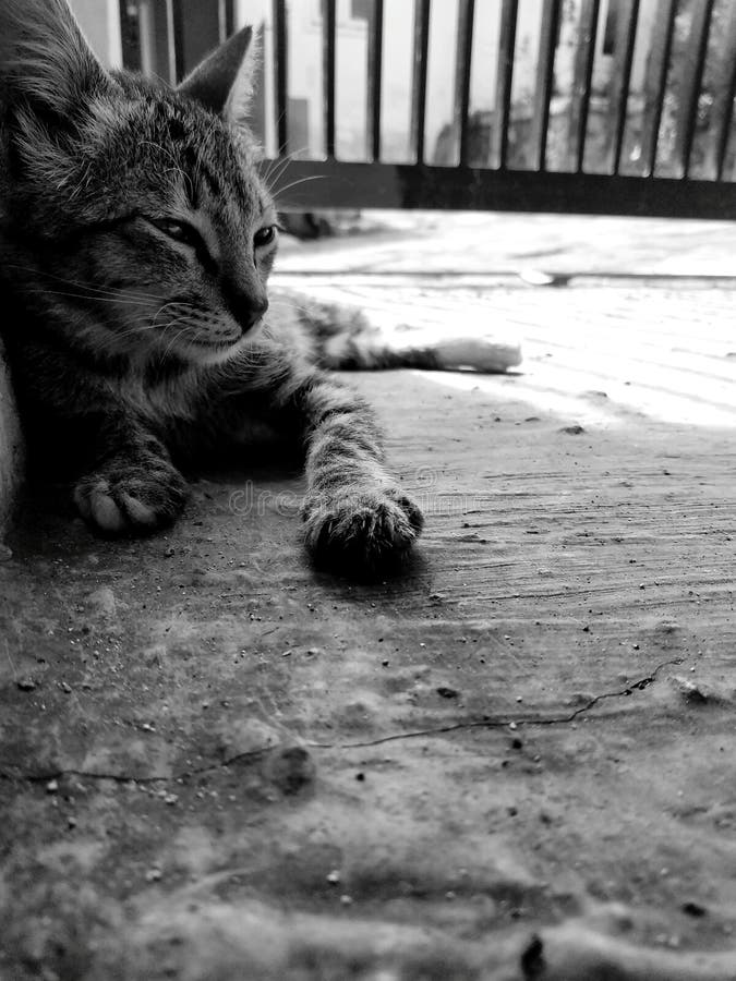 Indonesia West Java a Wild Cat is Looking at Its Prey. Bandung 20 ...