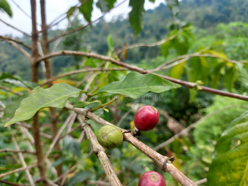 Indonesian Arabica Coffee Beans Stock Image - Image of green, arabica ...
