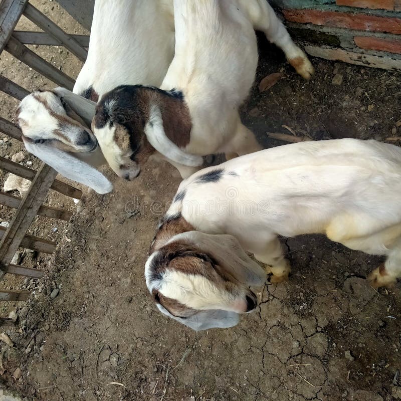 Indonesian baby goat stock image. Image of sheep, goat - 205002345