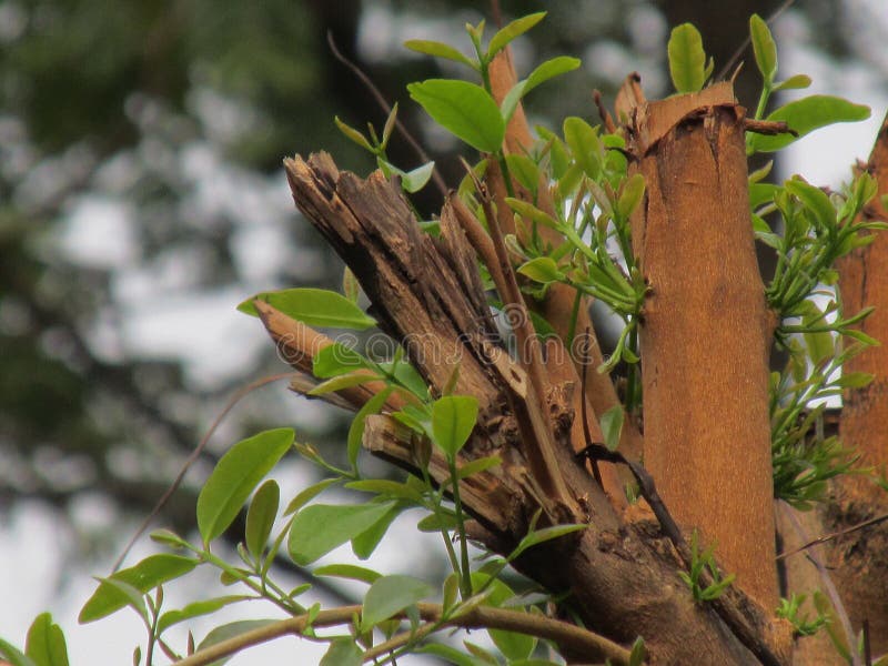 Indonesian Bayleaf Tree stock photo. Image of young, regrowth - 80269076
