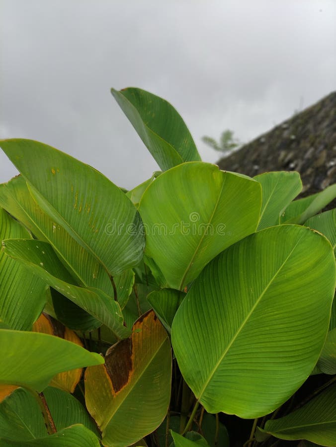 Indonesian Beautifull Tree in the World Stock Photo - Image of tree ...