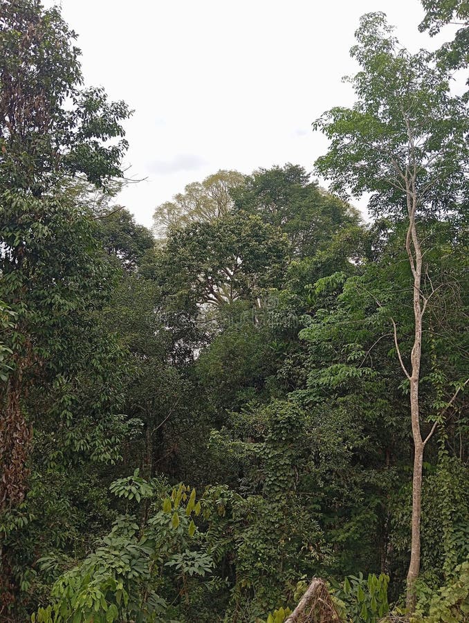 Indonesian Borneo Forest Which is Still Natural Stock Image - Image of ...