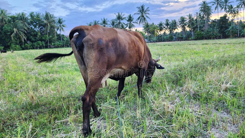 Indonesian Pinrang Stock Photos - Free & Royalty-Free Stock Photos from ...