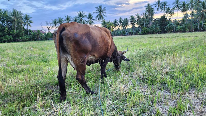 Indonesian Pinrang Stock Photos - Free & Royalty-Free Stock Photos from ...