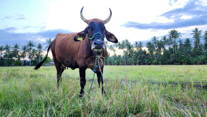 Indonesian Pinrang Stock Photos - Free & Royalty-Free Stock Photos from ...