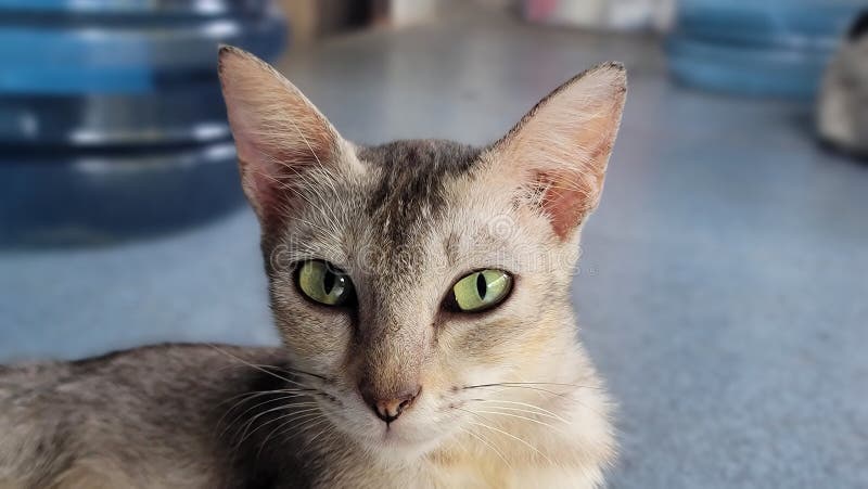 377 Indonesian Pets Stock Photos - Free & Royalty-Free Stock Photos ...