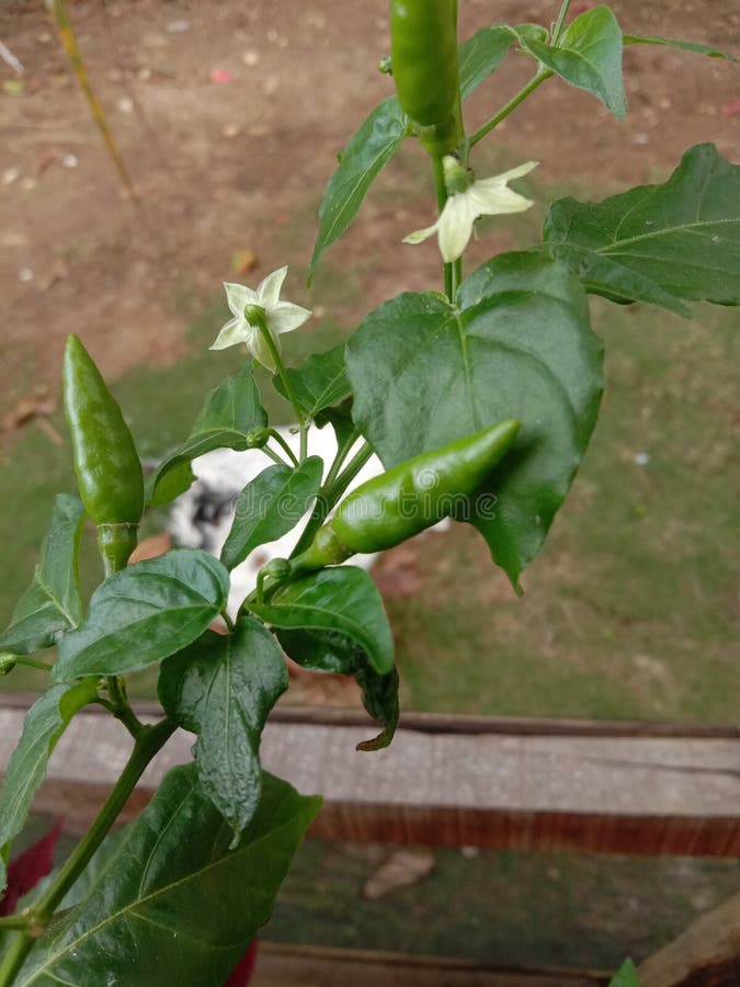 Indonesian cayenne pepper stock image. Image of green - 205073457