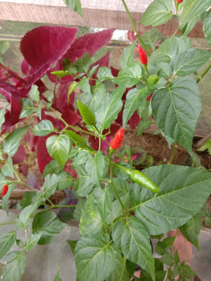 Indonesian cayenne pepper stock photo. Image of vegetable - 205073476
