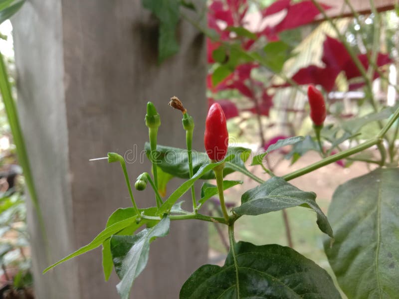 Indonesian cayenne pepper stock image. Image of plant - 205073493
