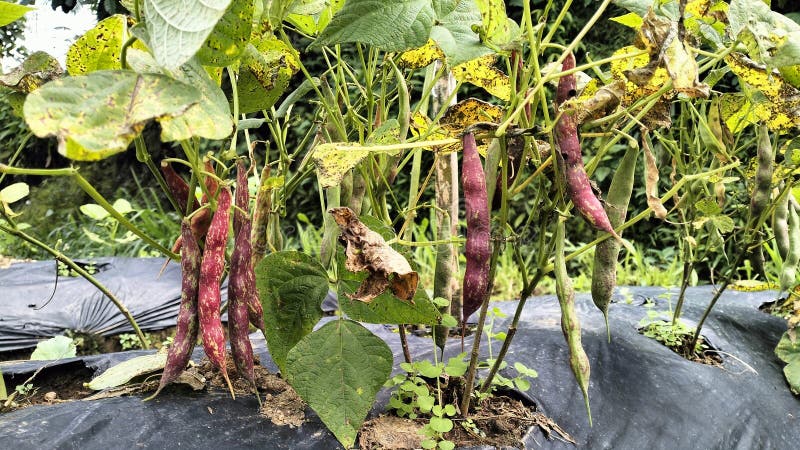 Indonesian Central Javanese Beans Stock Photo - Image of javanese ...