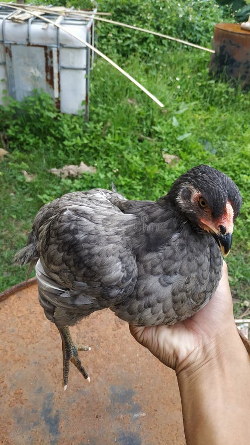 Indonesian Chiken Fresh from the Farm. Native Chicken Stock Photo ...