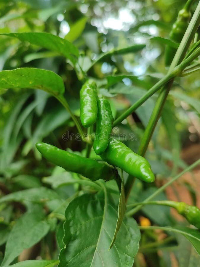 Indonesian Chili Called & X27;Cabe Rawit& X27; Stock Photo - Image of ...