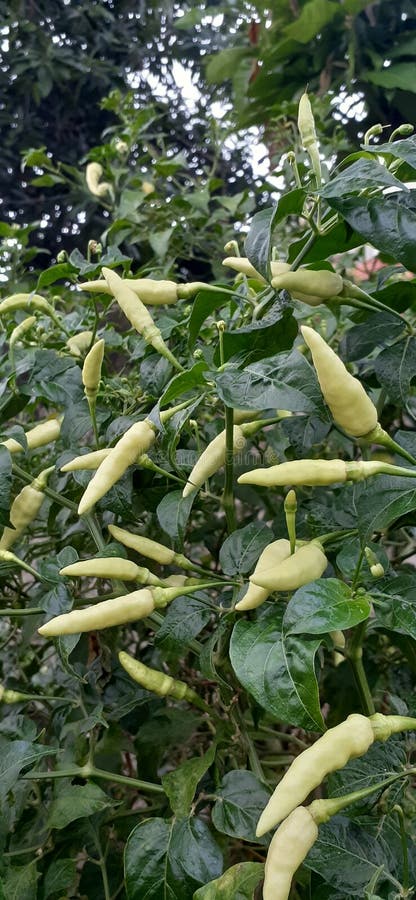 Indonesian Chille Tree Stock Photos - Free & Royalty-Free Stock Photos ...